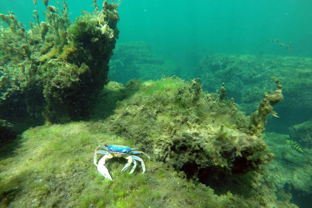 Caribbean Sea SUP & Reef Snorkel Trip - Kayak in Tulum